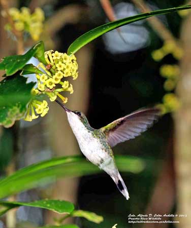 Puerto Rican Emerald