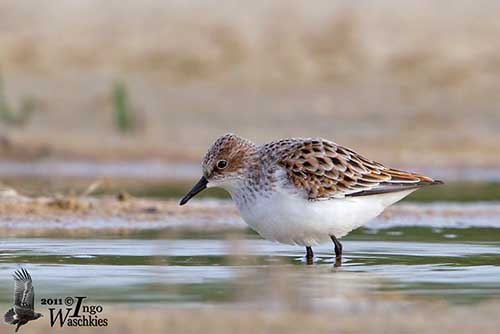Little Stint