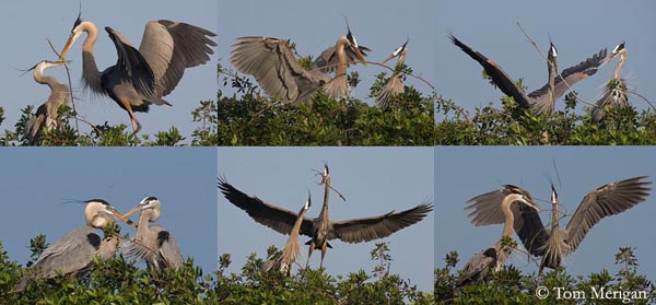 Family Ardeidae - Herons, egrets