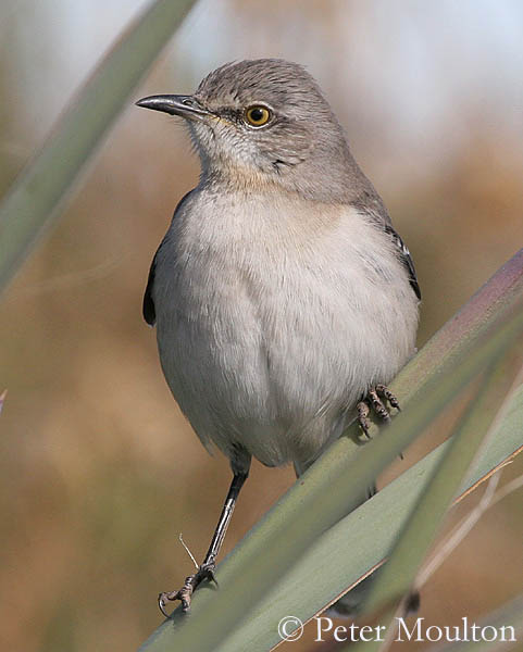 Northern Mockingbird