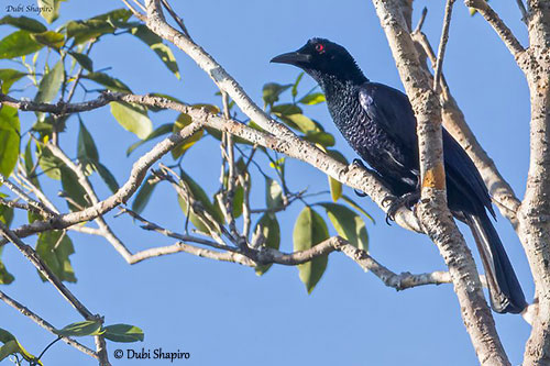 Family Paradisaeidae - Breeding behaviour