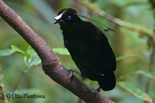 Family Paradisaeidae - Breeding behaviour