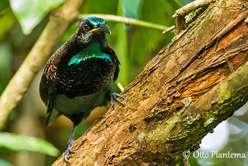 Family Paradisaeidae - Breeding behaviour