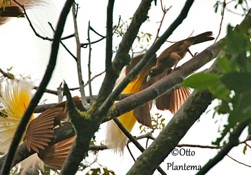 Family Paradisaeidae - Breeding behaviour